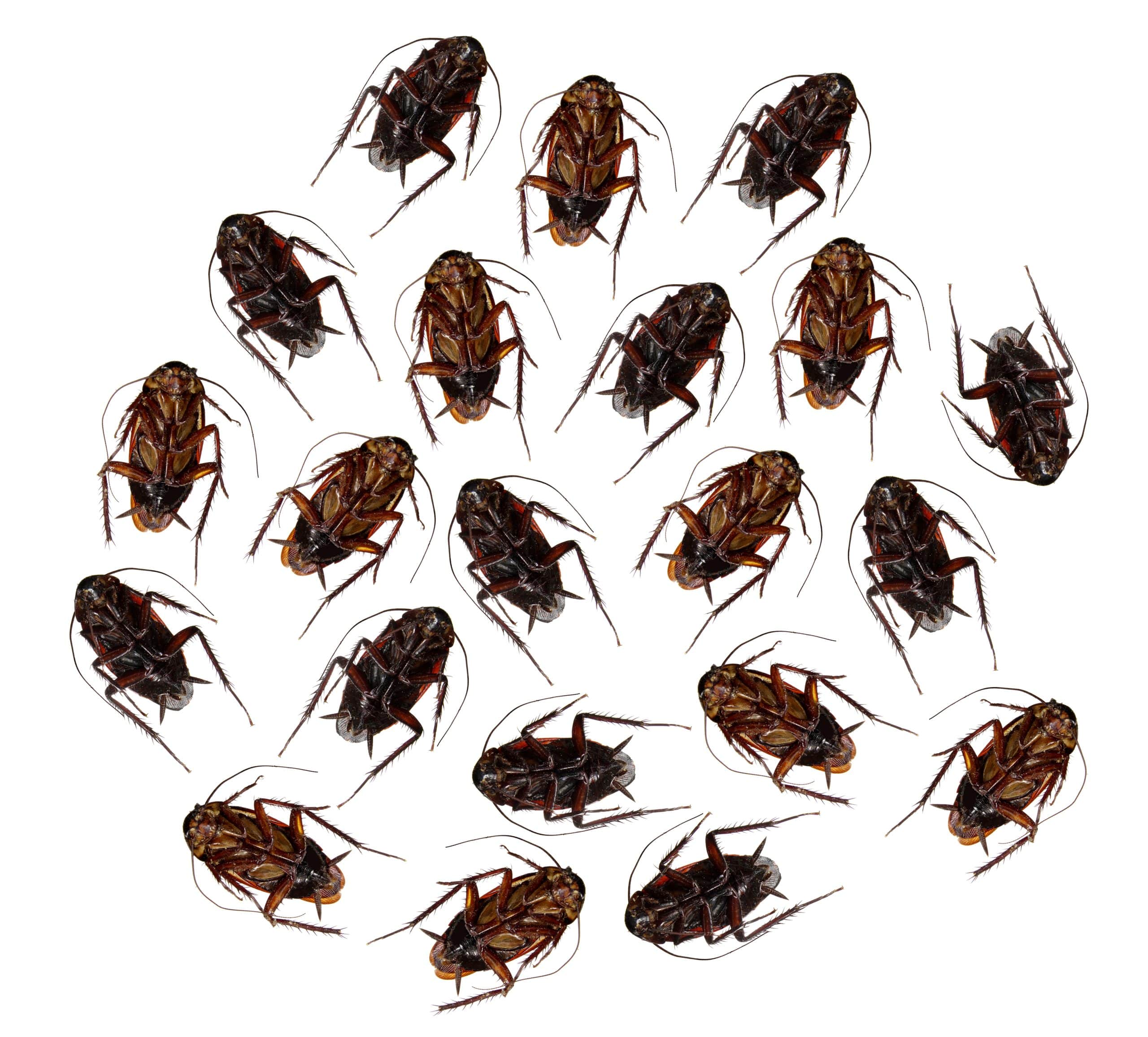 How to Get Rid of Cockroaches: Proactive Steps to Keep Cockroaches Out ...
