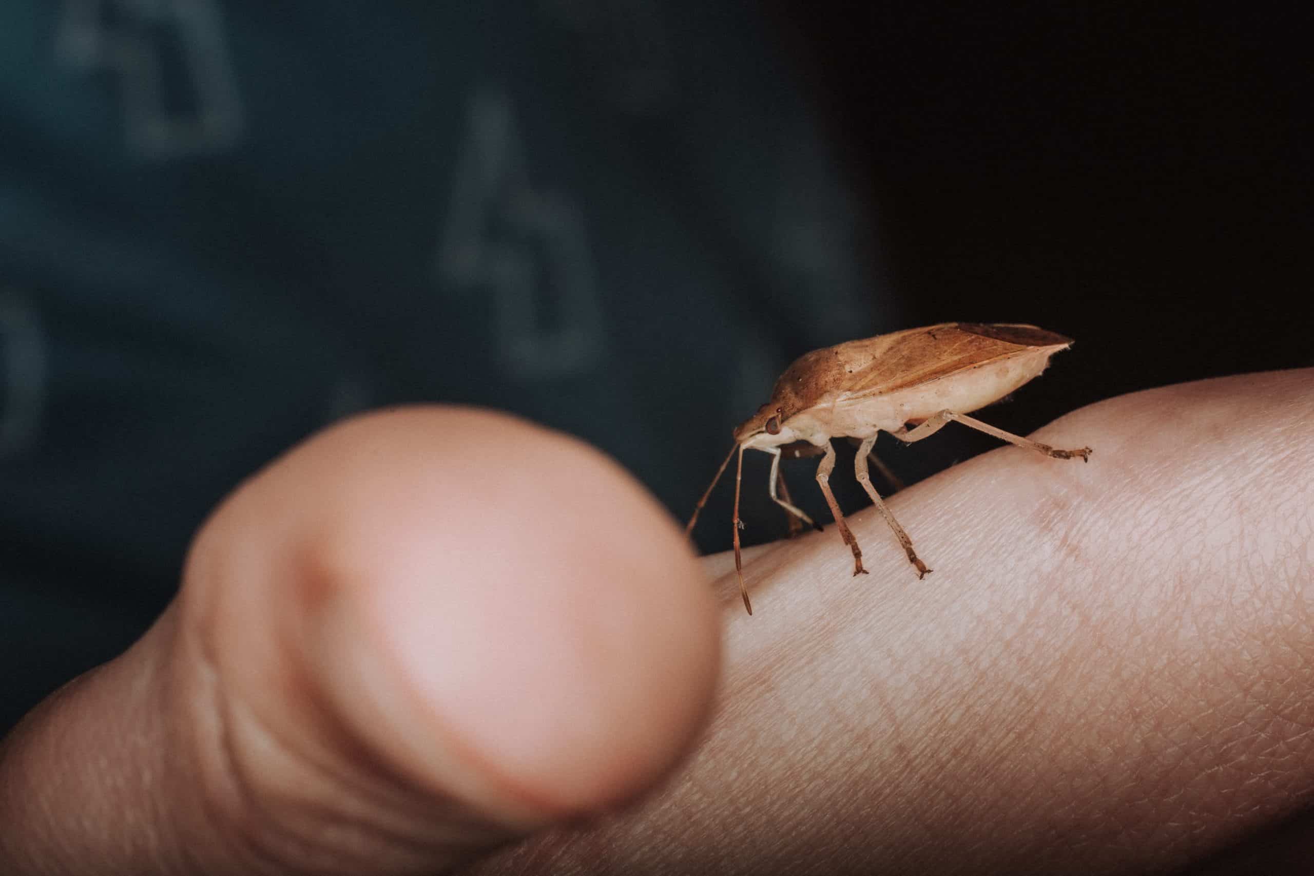 How to Check for Bed Bugs: A Step-by-Step Inspection Guide. - The Bug Dr.
